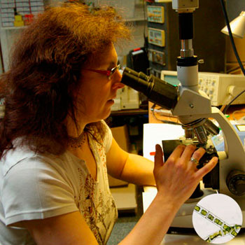 firm thomas-electronics